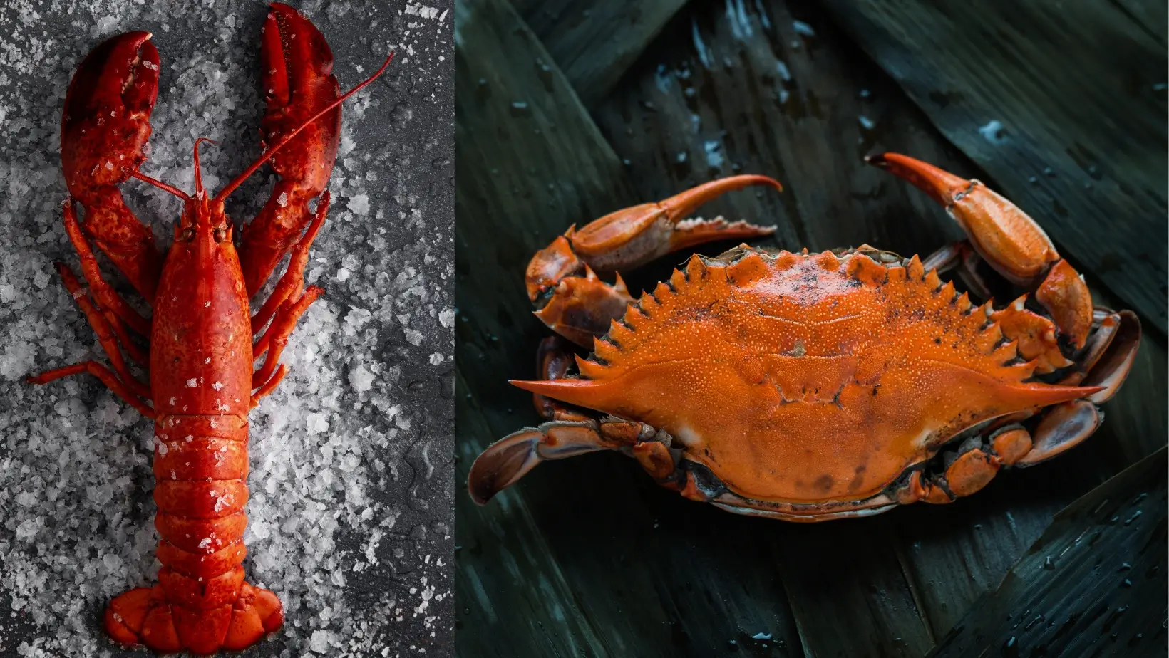 Crab and lobster store
